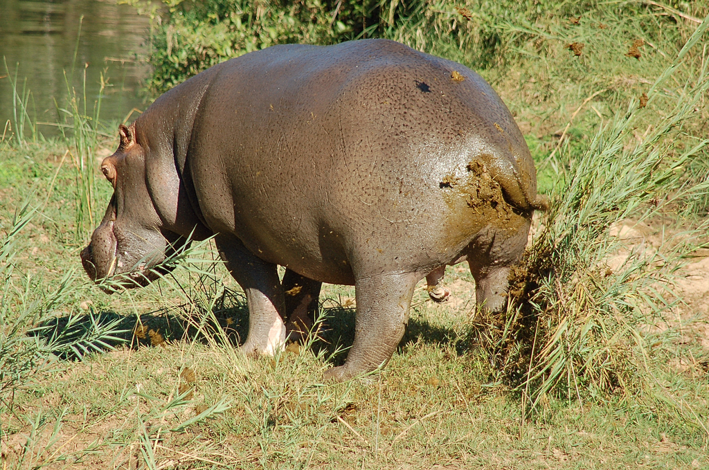Questions and Answers | SaveTheHippos.info - TurgweHippoTrust for ...