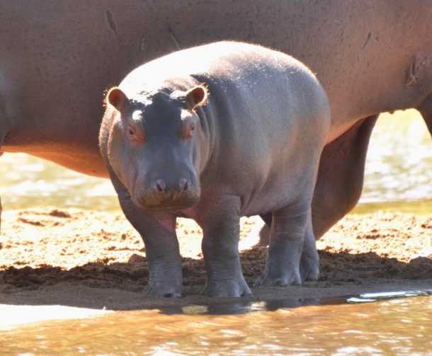 A New Lady Hippo is waiting for a Name | SaveTheHippos.info - we save ...